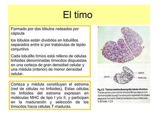 óRganos Del Sistema Linfoide | PPT