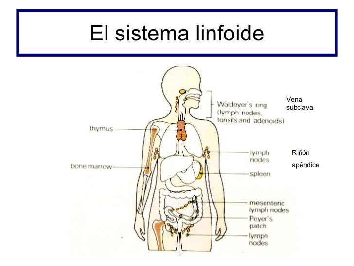 órganos Del Sistema Linfoide