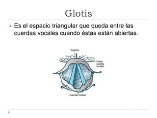 Aparato Fonador Organos De Fonacin Y Msculos Para