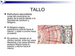 Organos de las plantas | PPT