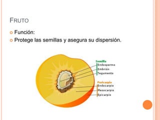 órganos de las plantas | PPTX