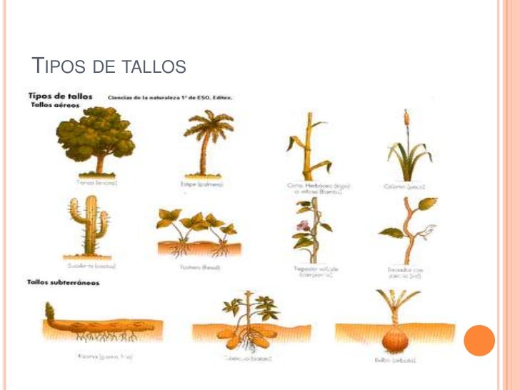 órganos de las plantas