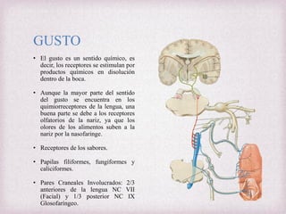ANATOMIA Y FISIOLOGÍA SABATINO Y NOCTURNO: Órganos de los Sentidos | PDF