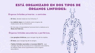 Órganos del sistema inmune. Inmunología. | PDF