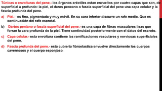 óRganos genitales del hombre (2) | PPTX