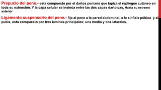 óRganos genitales del hombre (2) | PPTX