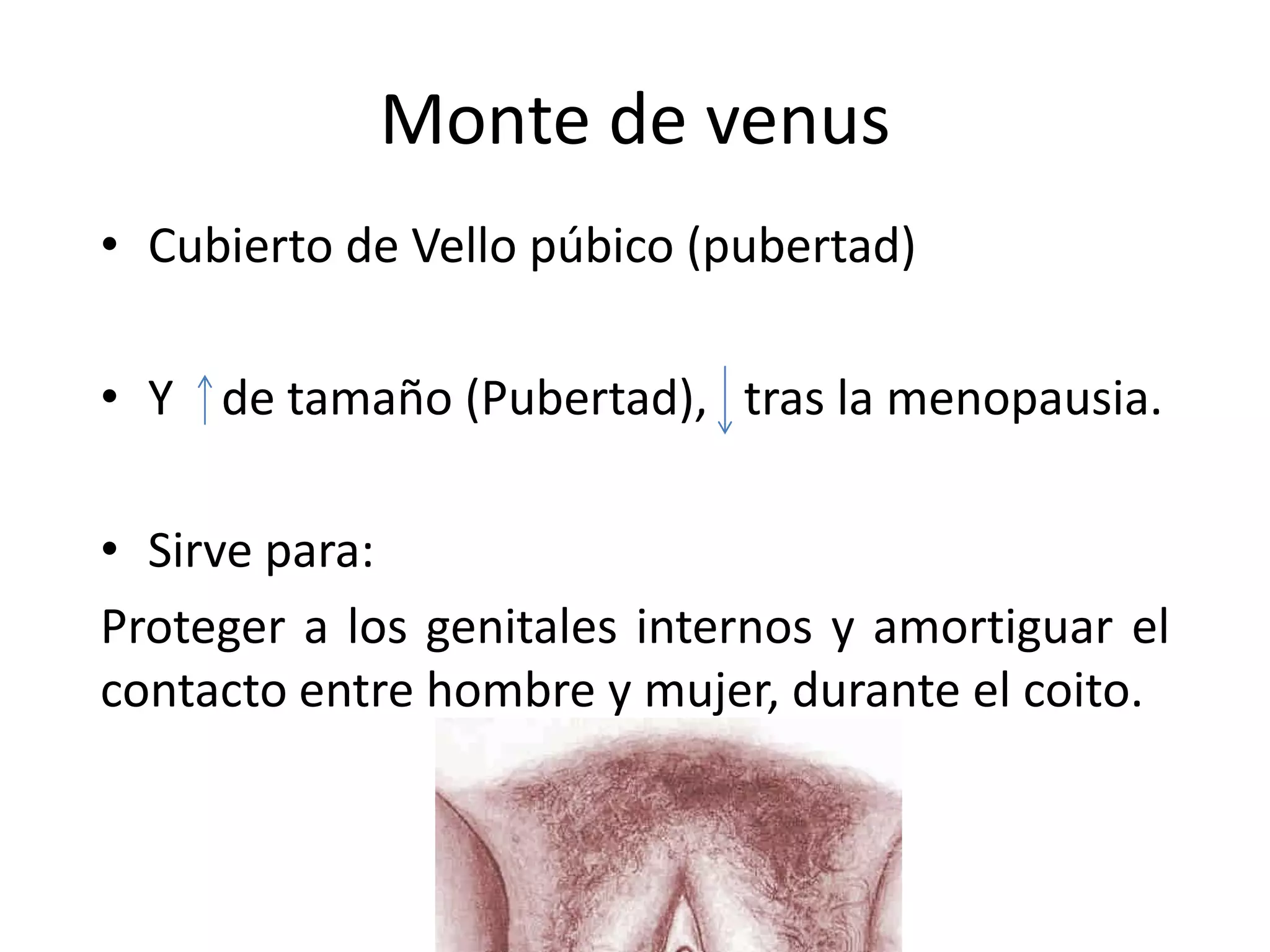 órganos Genitales Externos Femeninos Ppt