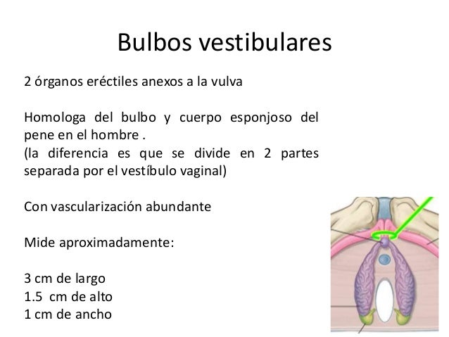 óRganos genitales externos femeninos