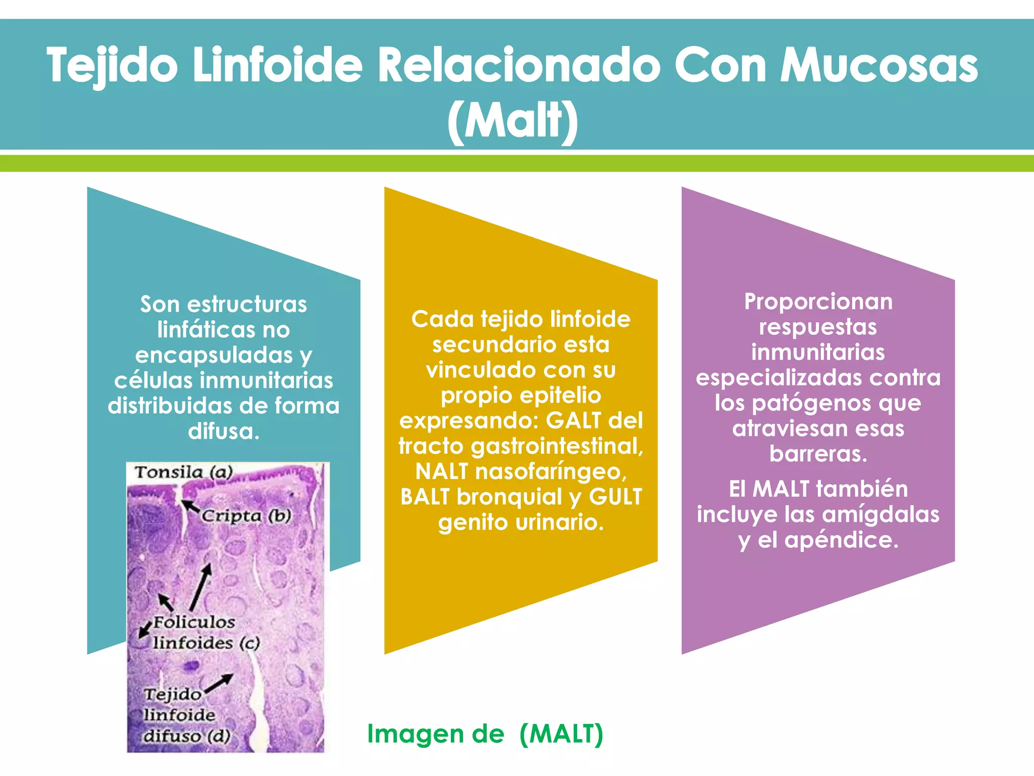 Organos linfoides y celulas del sistema inmunitario 2 | PPTX