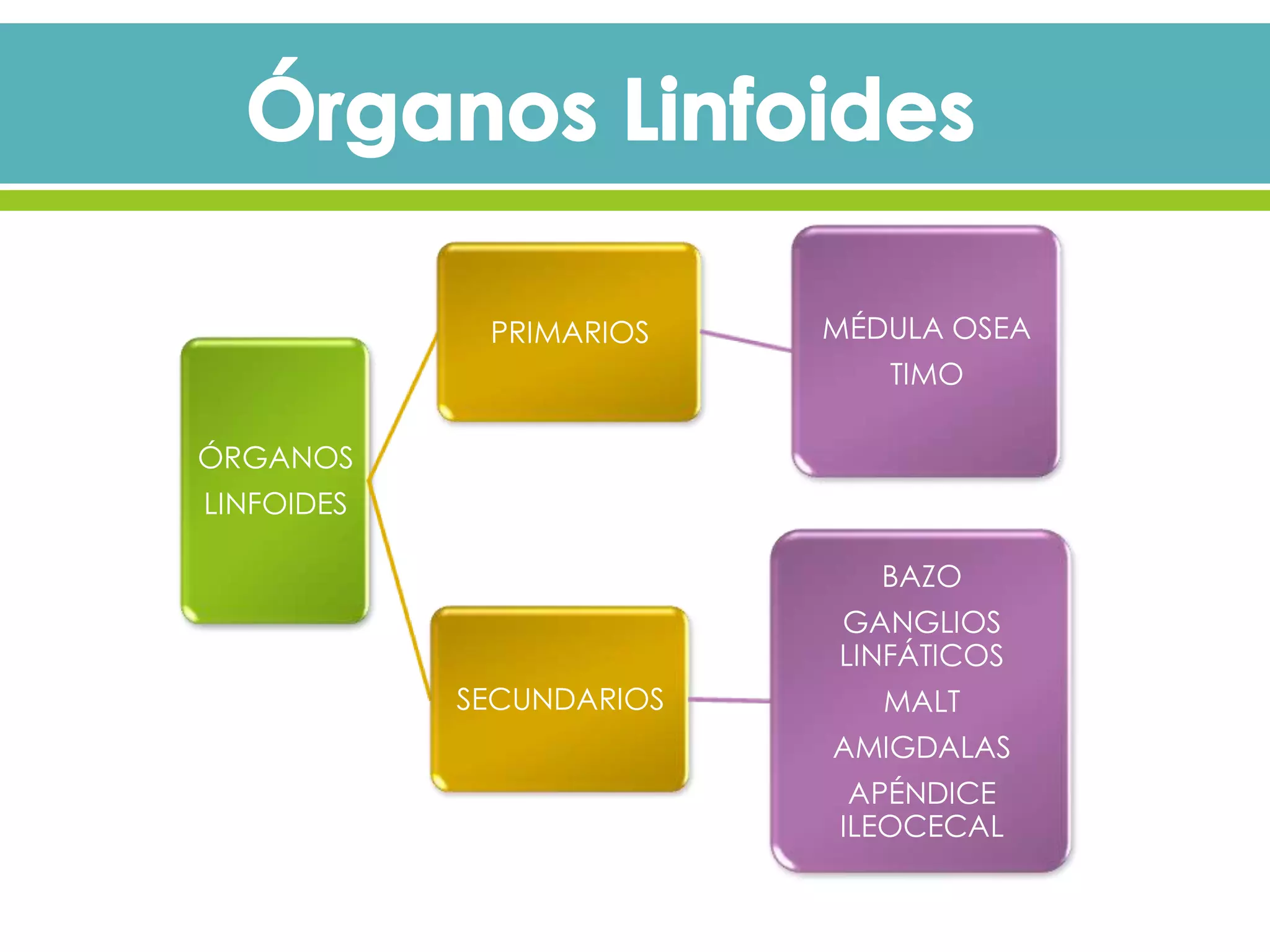 Organos linfoides y celulas del sistema inmunitario 2 | PPTX