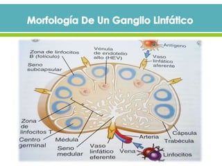 Organos linfoides y celulas del sistema inmunitario 2 | PPTX ...