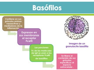 Organos linfoides y celulas del sistema inmunitario 2 | PPTX