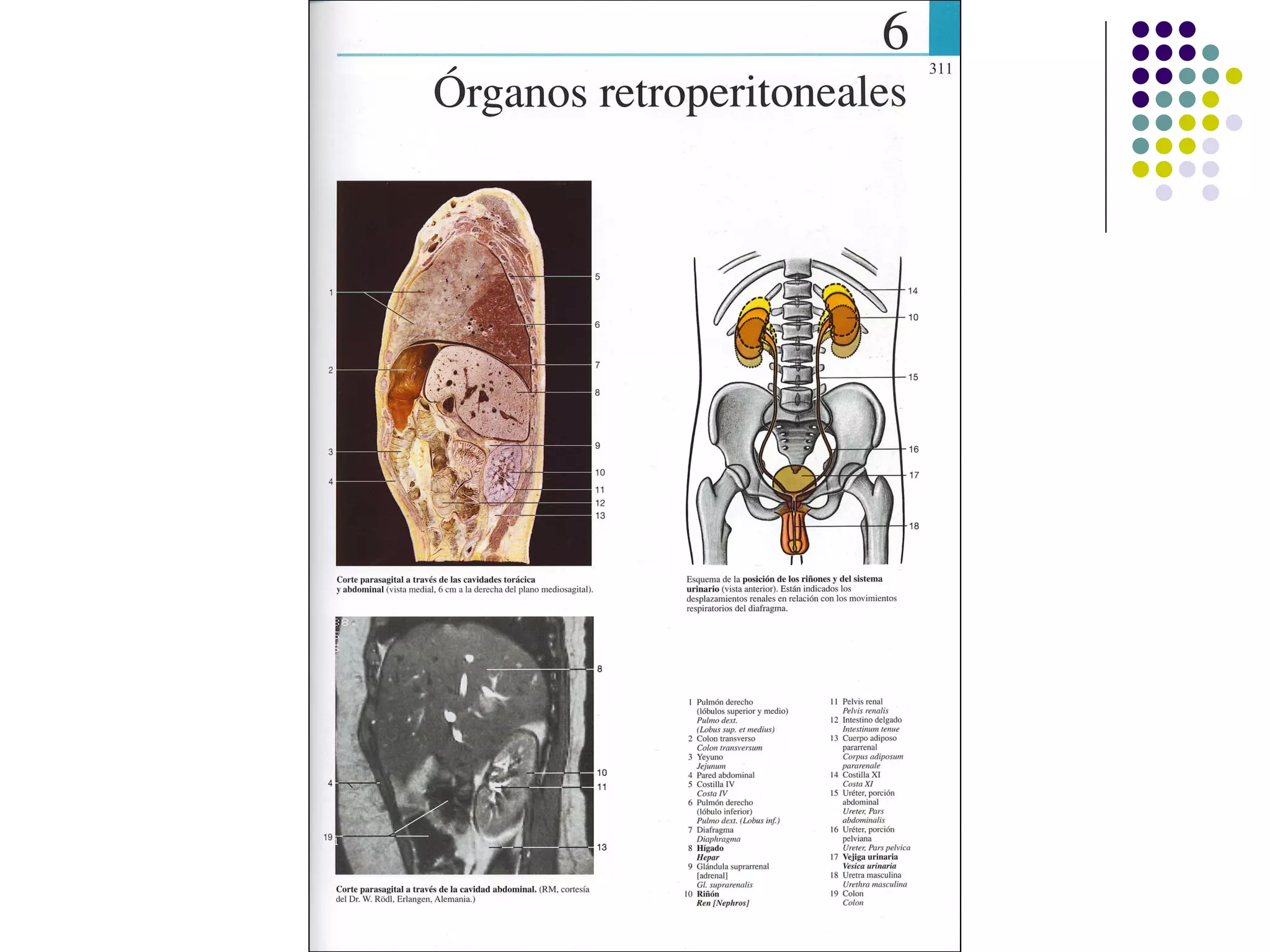 Organos Retroperitoneales | PPT