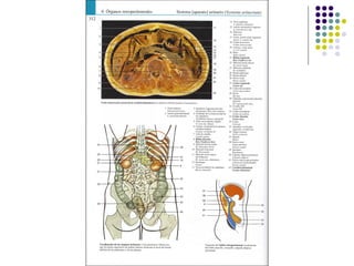 Organos Retroperitoneales | PPS