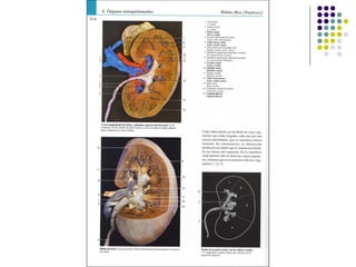 Organos Retroperitoneales | PPS
