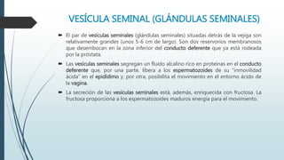 Órganos sexuales isabel | PPTX
