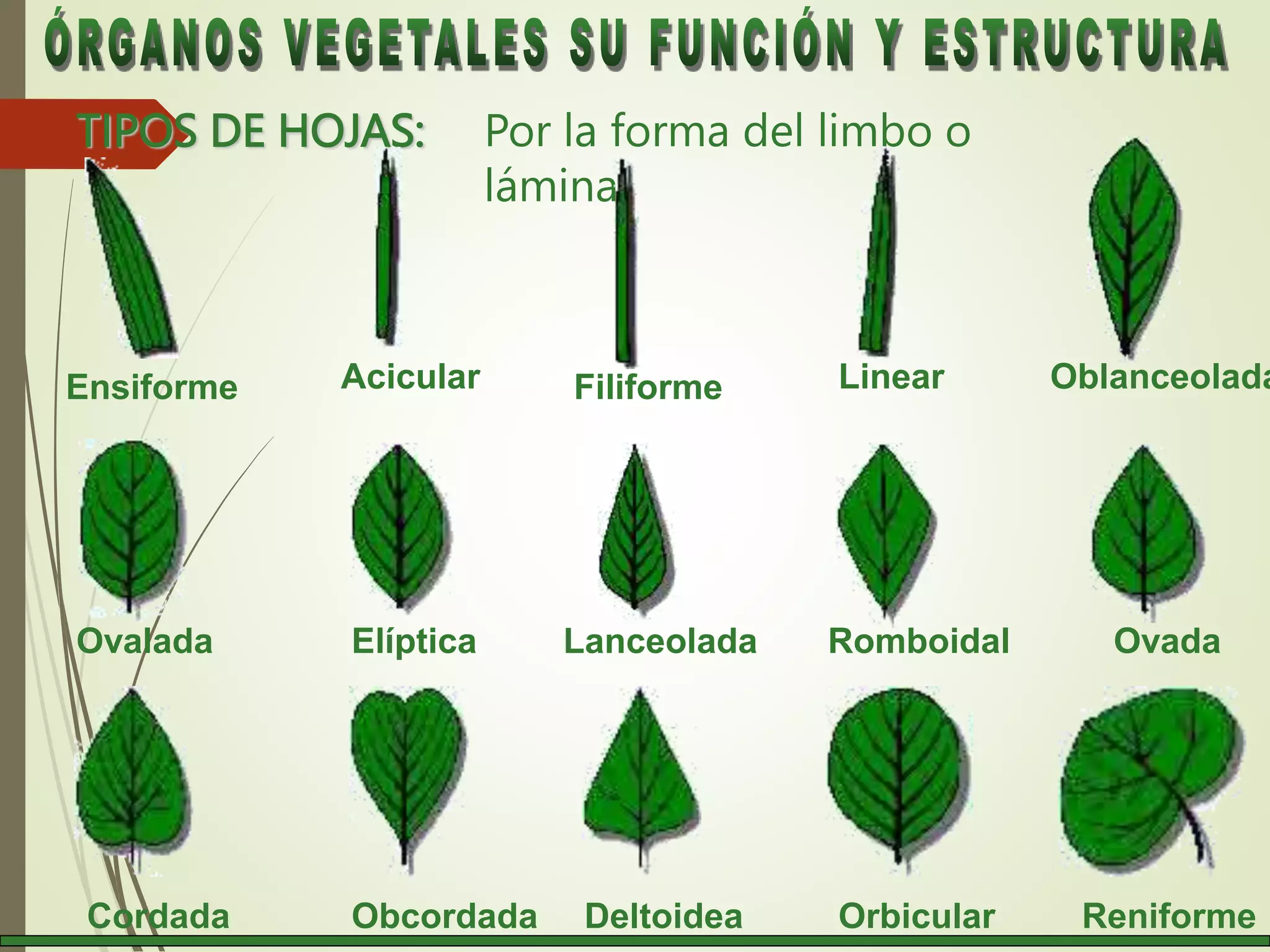 órganos vegetales hojas.pptx