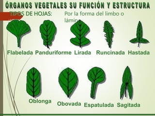 órganos vegetales hojas.pptx