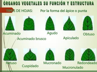 órganos vegetales hojas.pptx