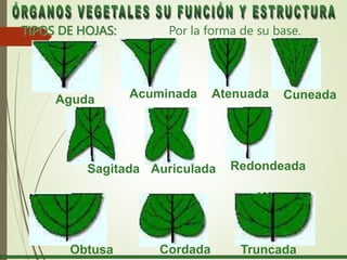 órganos vegetales hojas.pptx