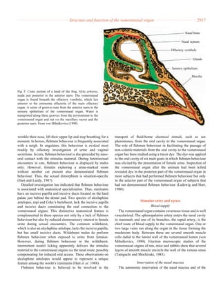 αRgao vômero nasal | PDF | Ear, Nose and Throat Conditions | Diseases ...