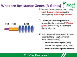 R genes in Plants | PPT