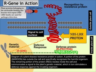 R genes in Plants | PPT