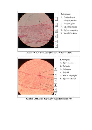 ORGANOLOGI_I-ORGANOLOGI-ORGANOLOGI.docx.docx