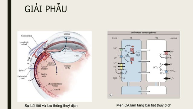 R glaucoma.pptx