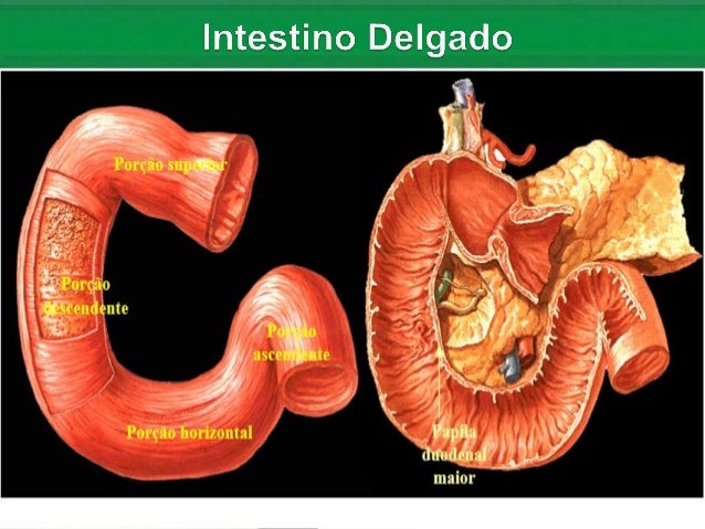 ÓRgãos internos sistema digestório