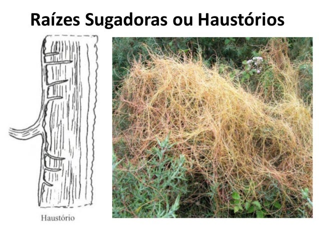 Órgãos Vegetativos