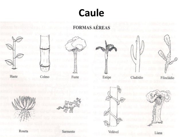 Órgãos Vegetativos