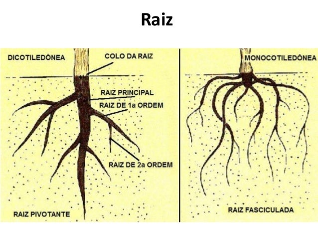 Órgãos Vegetativos