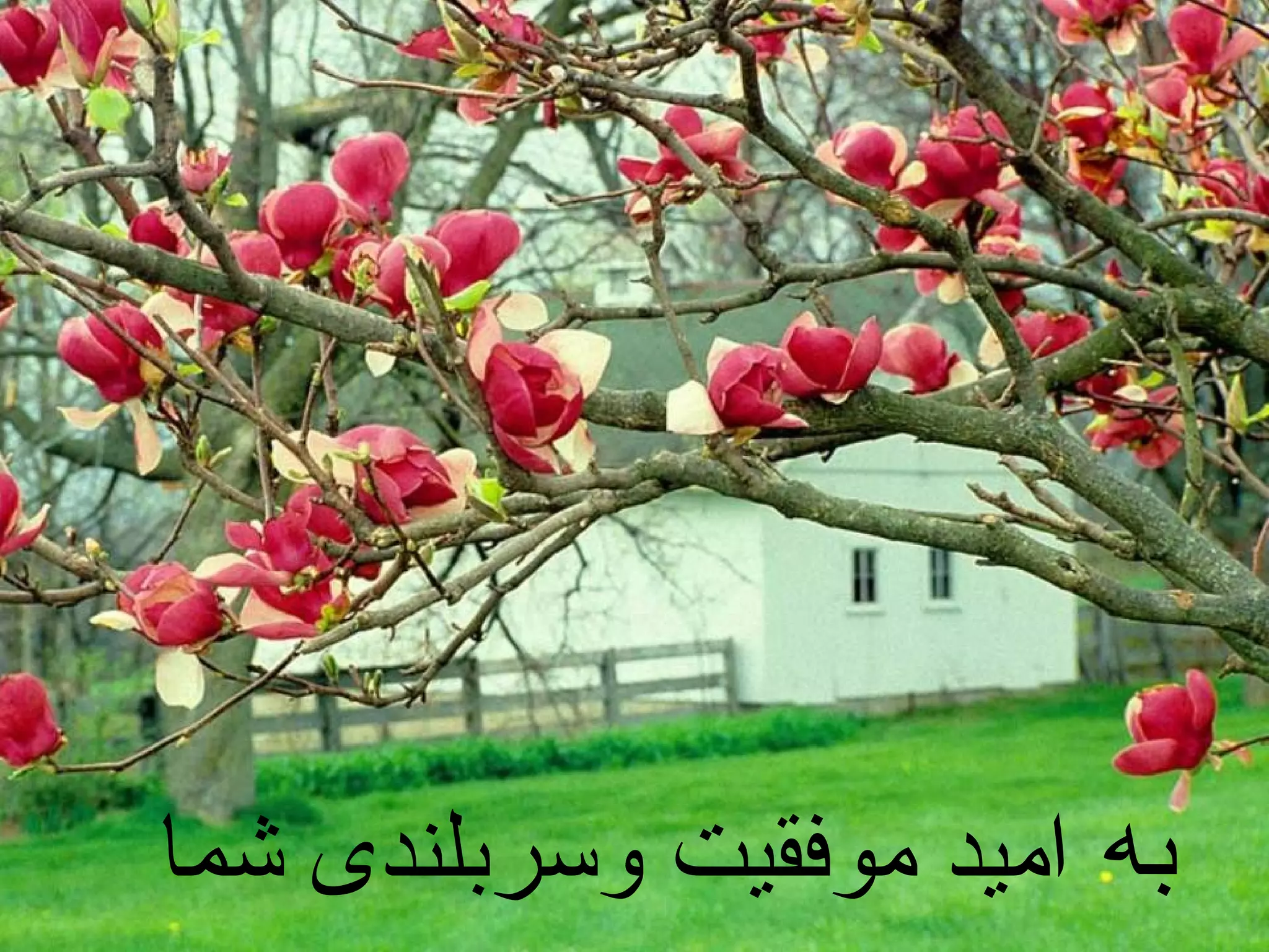 fitting RGP lenses | PPT