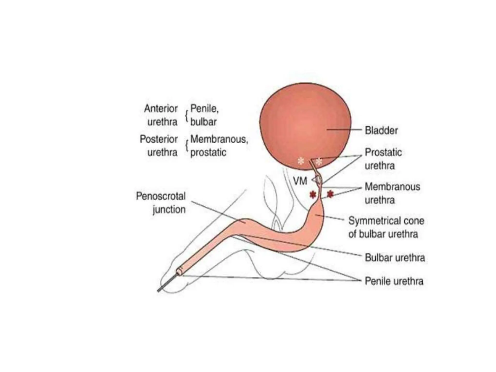 retrograde urethrogram for urology residents | PPTX