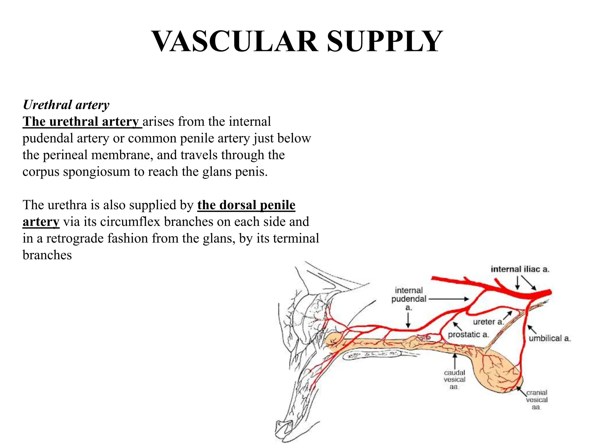 retrograde urethrogram for urology residents | PPTX