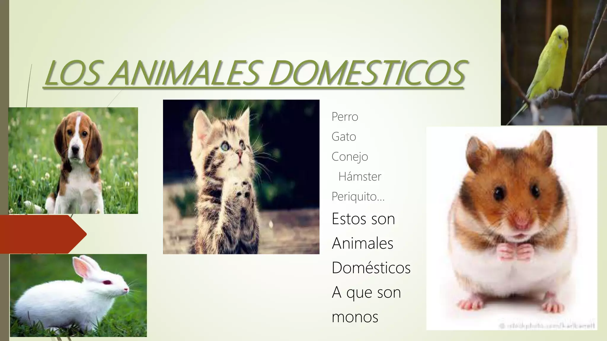 LOS ANIMALES SALVAJES Y DOMESTICOS | PPTX