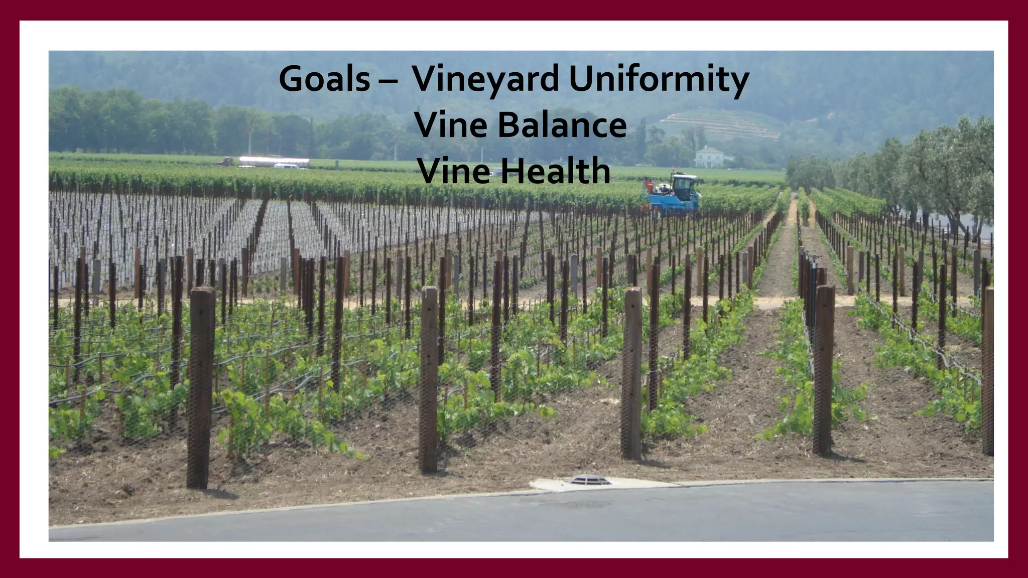 RGV_Starting a Vineyard_Management.pdf