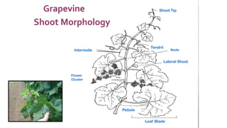 RGV_Starting a Vineyard_Management.pdf