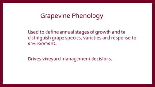 RGV_Starting a Vineyard_Management.pdf