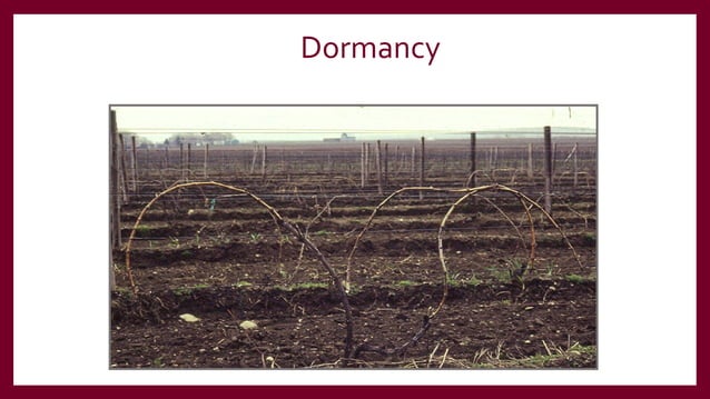 RGV_Starting a Vineyard_Management.pdf