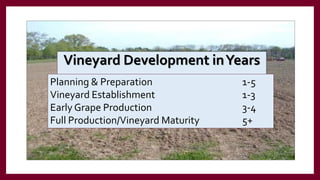 RGV_Starting a Vineyard_Management.pdf