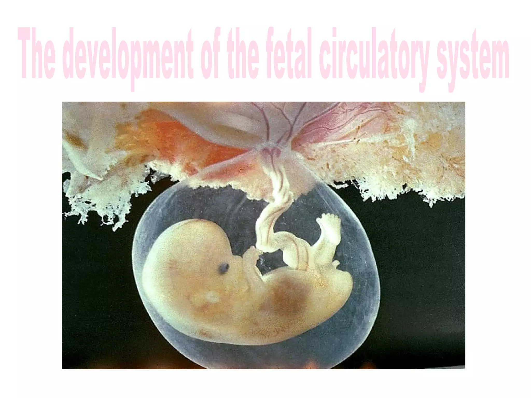fetal circulation & Rh incompatibility | PPT