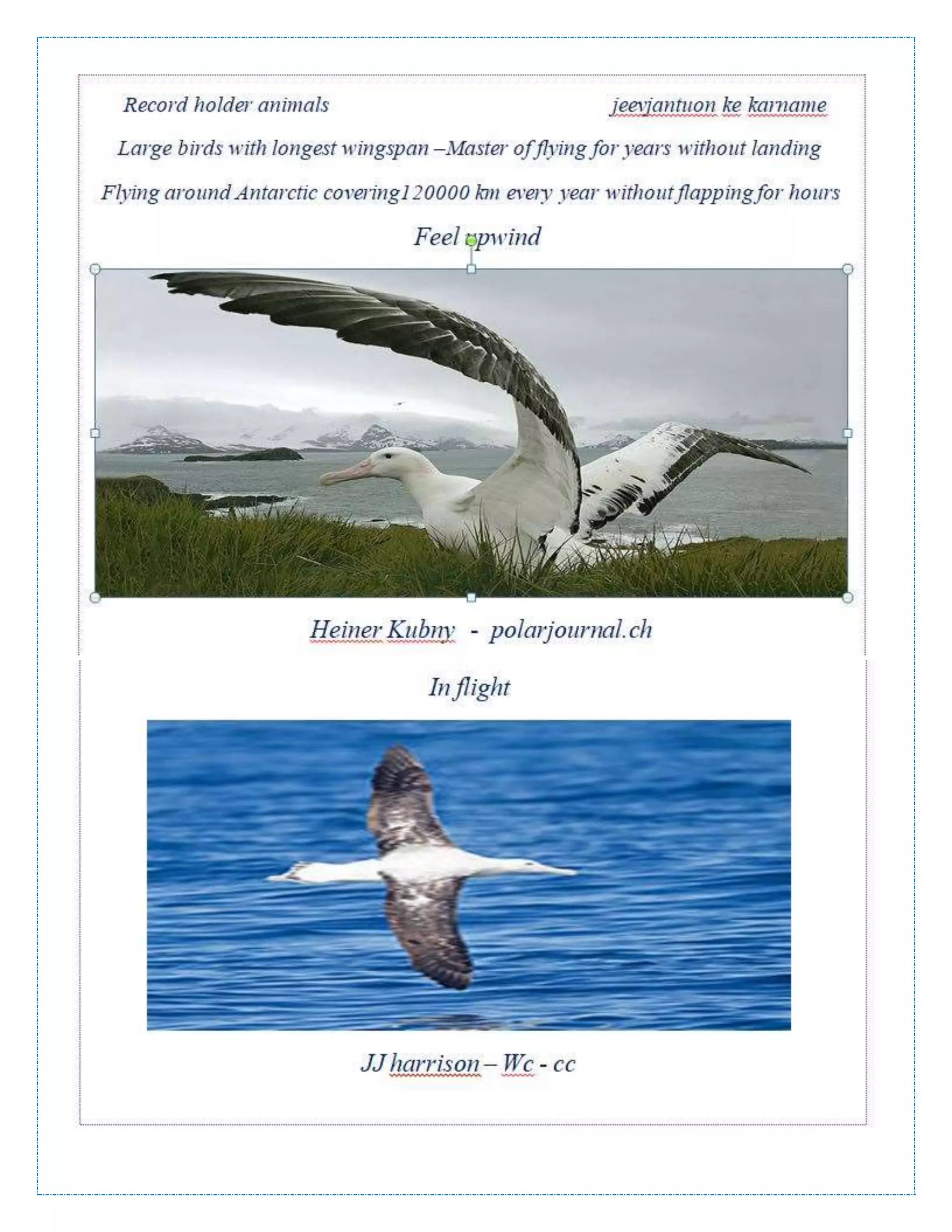 Record holding animals- Jeev jantuon ke karname- chapter 4 -Remarkable birds - Albatross - | PDF