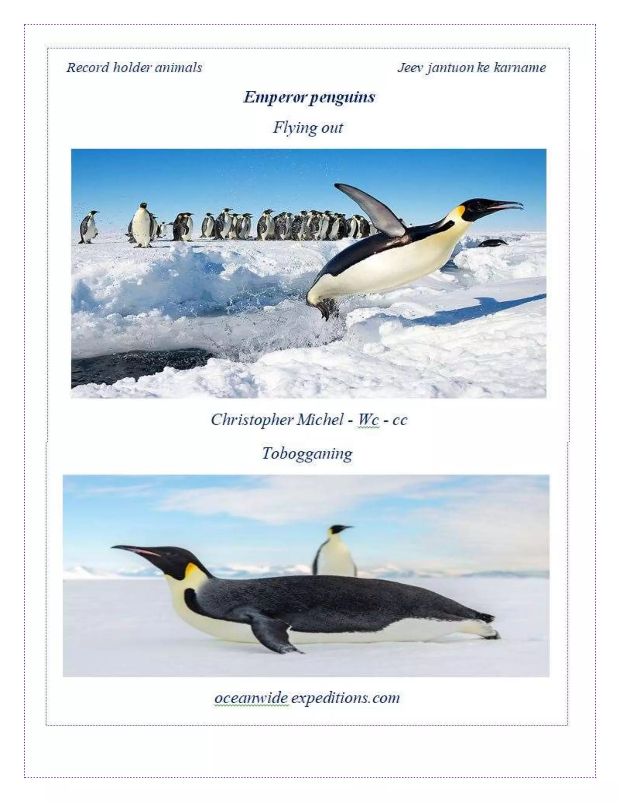 Record holding animals Jeev jantuon ke karname chapter 4 - remarkable birds - Emperor penguins ...