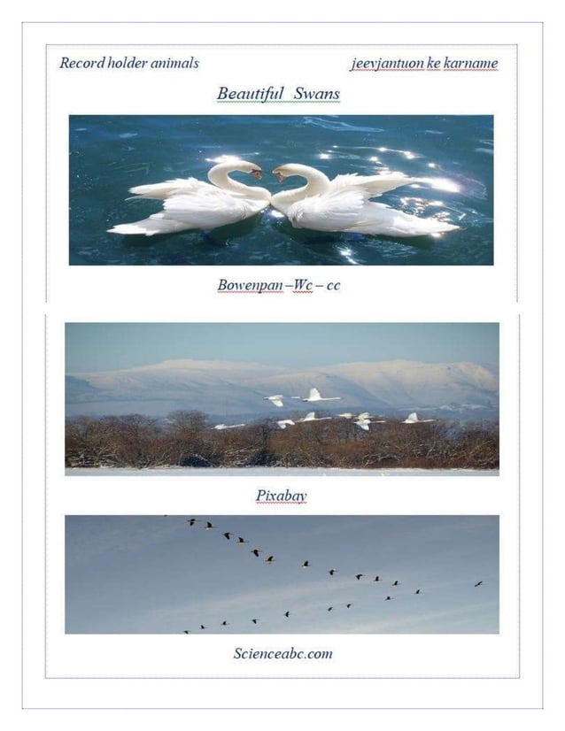 Record holding animals Jeevjantuon ke karname -chapter 4- remarkable BIRDS -Swans - | PDF