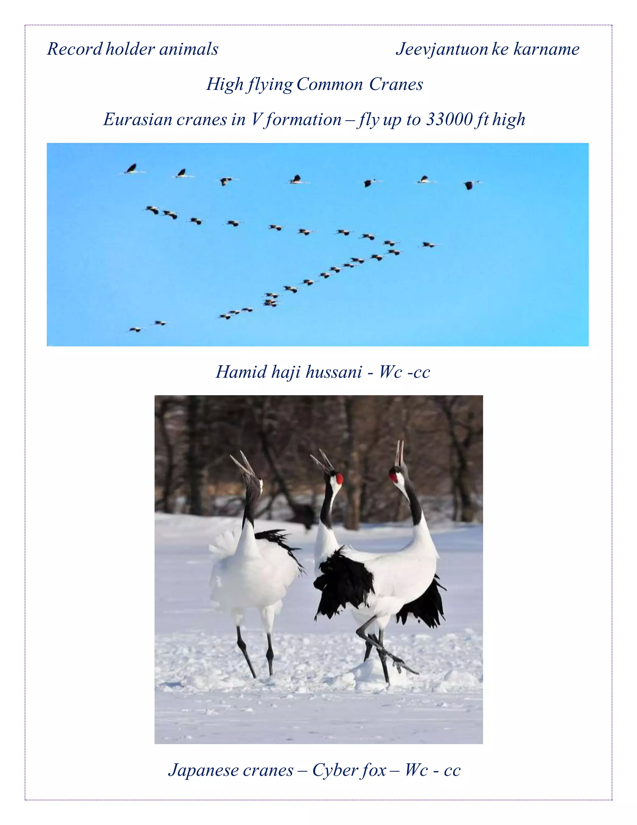 Record holding animals Jeev jantuon ke karname-chapter 5 - high flying - Cranes | DOCX