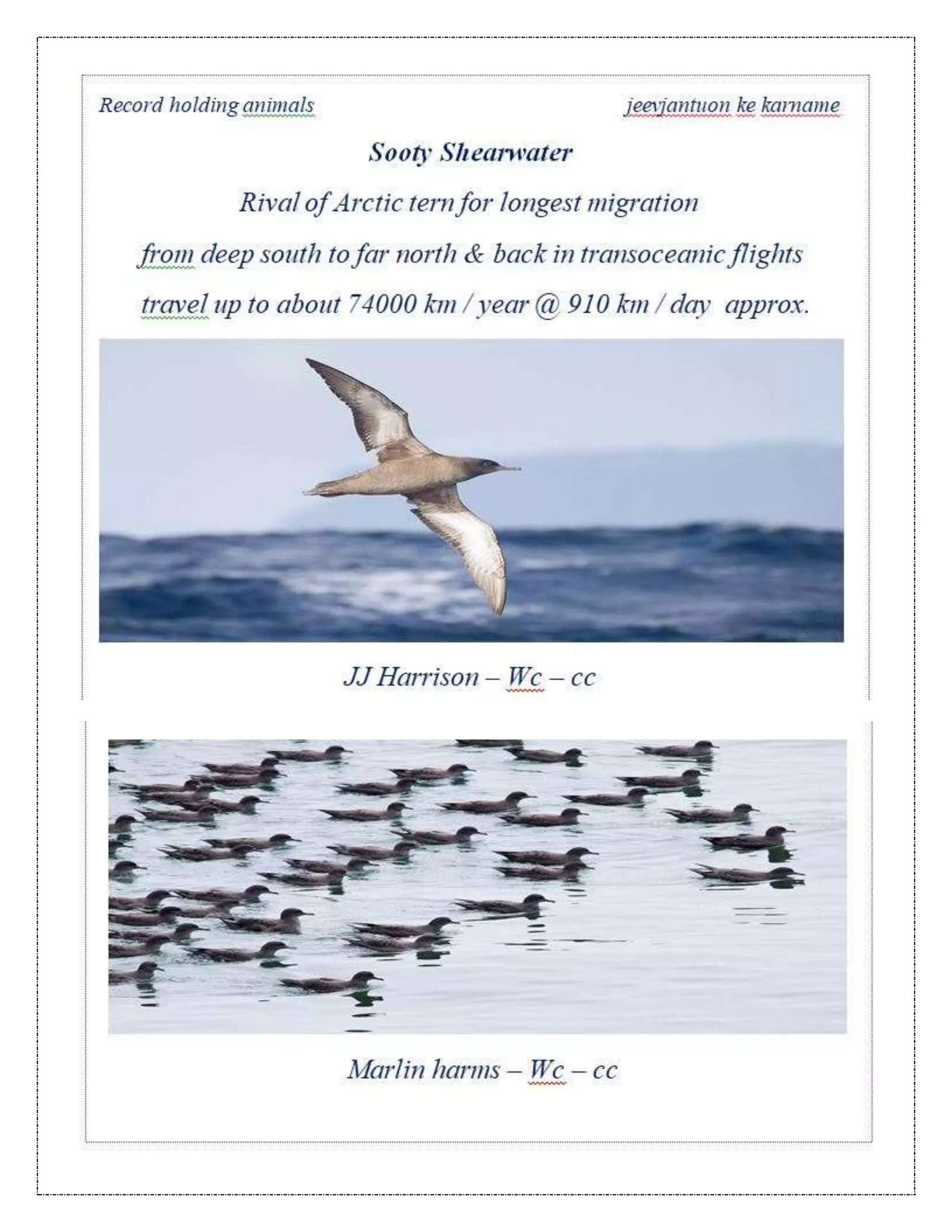 Record holder animals Jeev jantuon ke karname- Chapter 6- Migrating birds- sooty Shearwater | DOCX