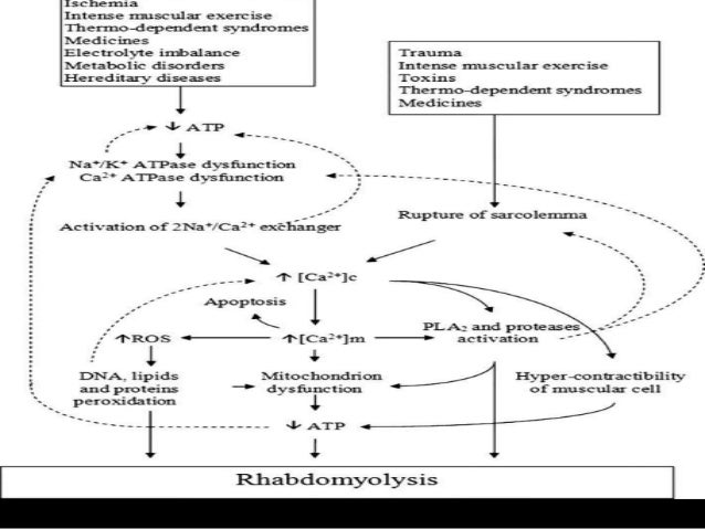 Rhabdomyolysis