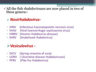 Rhabdoviridae viruses in fishes, ritesh | PPTX